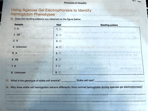 Solved Principles Of Heredity Using Agarose Gel Electrophoresis To Identify Hemoglobin