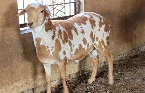 West African Dwarf Sheep Lifespan