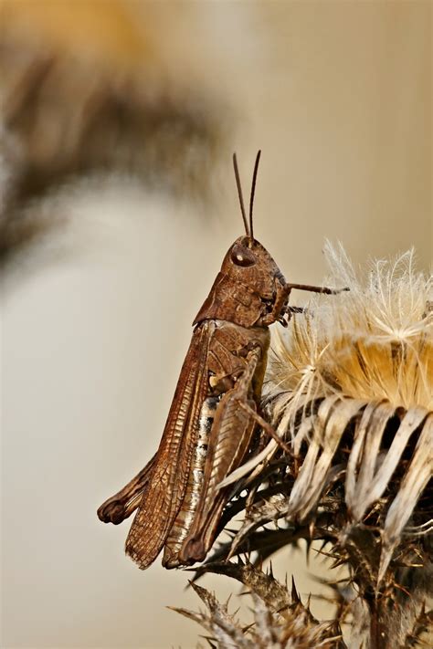 Grasshopper Grass Close Up Free Photo On Pixabay