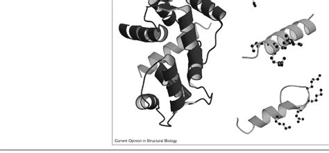 The Directionality Of Calmodulin Target Peptide Interaction A A Download Scientific Diagram