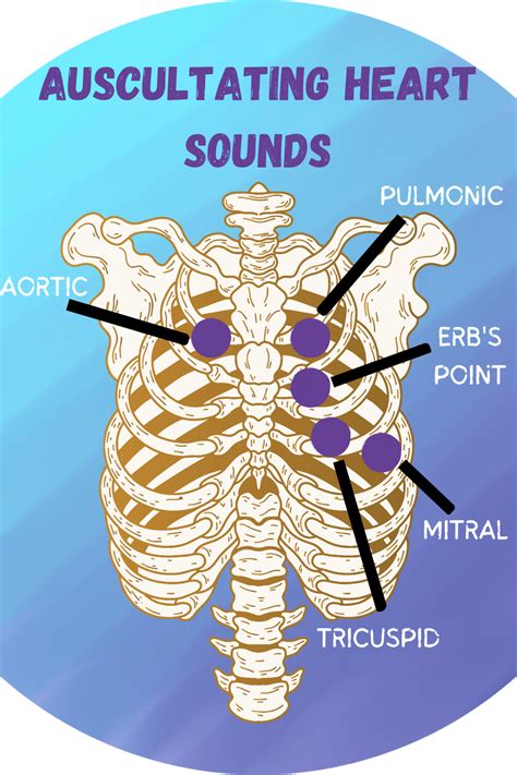 Nursing Guide On Auscultating Heart Sounds
