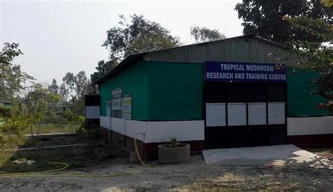 Microfungi The Microfungi The Mushroom Expert