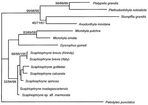 Maximum Likelihood Phylogram Based On Partial 16s Rdna Sequences
