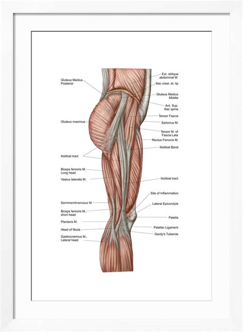 Anatomy Of The Thigh Muscles Anatomy Of Human Thigh Muscles Anterior