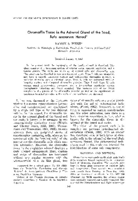 Chromaffin Tissue In The Adrenal Gland Of The Toad Bufo Arenarum Hensel