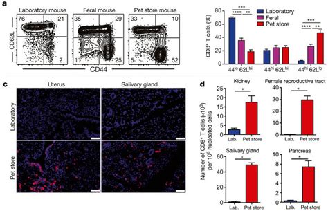 CD8 T Cell Subsets Vary Among Feral Pet Store And Laboratory Mice Download Scientific