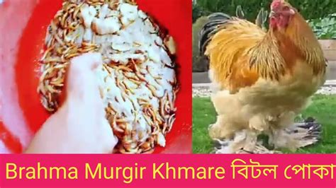 Brahma Murgir Khamer এ বিটল পোকার চাষ শুরু করলাম Youtube