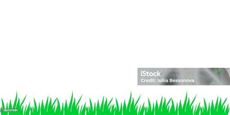 Cỏ Xanh Vector Được Phân Lập Trên Nền Trắng Viền Thảo Dược Viền Đáy Ngang Cảnh Quan Toàn Cảnh