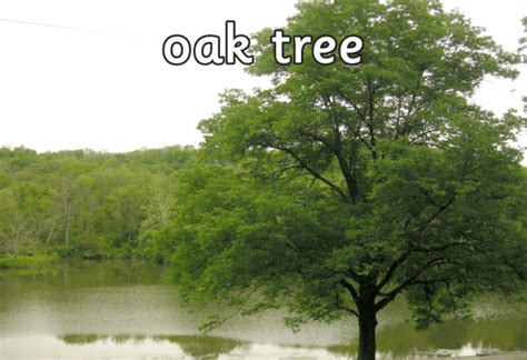 What Is An Oak Tree Twinkl Teaching Wiki Twinkl