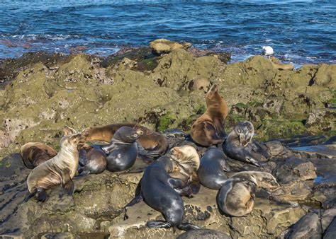 La Jolla Seals And Sea Lions Exactly How To Visit Map La Jolla Mom