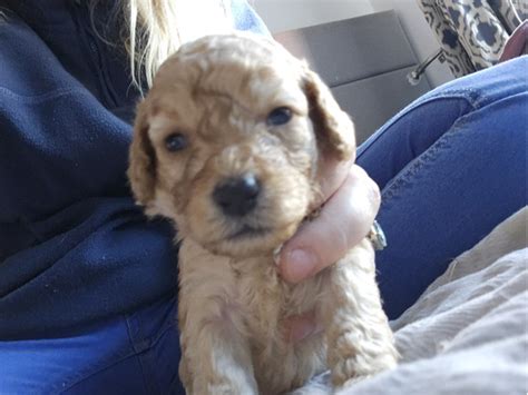 Litter Of 6 Cockapoo Puppies For Sale Ukpets