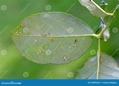 The Rose Grain Aphid Or Rose Grass Aphid Metopolophium Dirhodum And