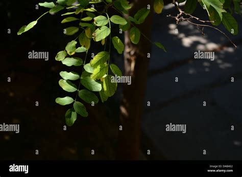 Albero verde immagini e fotografie stock ad alta risoluzione - Alamy