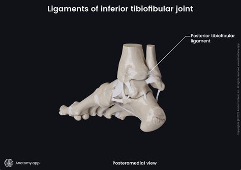 Inferior Tibiofibular Joint Encyclopedia Anatomyapp Learn Anatomy 3d Models Articles Inferior Tibiofibular Joint Encyclopedia Anatomyapp Learn Anatomy 3d Models Articles