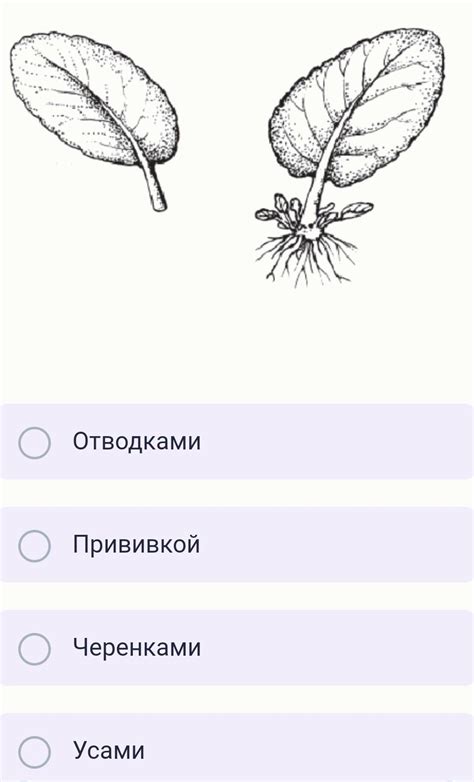 какой способ размножения растений представлен на рисунке Школьные Знания Com