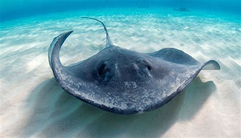 Bay Of Islands Local Marine Life Stingray