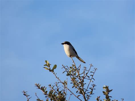 Loggerhead Shrike Edisto Island Open Land Trust South Carolina