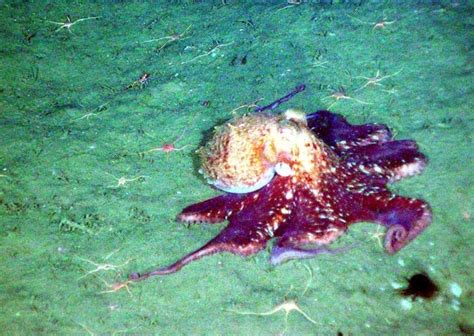 Giant Pacific Octopus Ocean Treasures Memorial Library