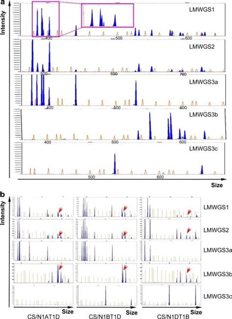 Electropherograms Displaying The Patterns Of The Dna Fragments Detected