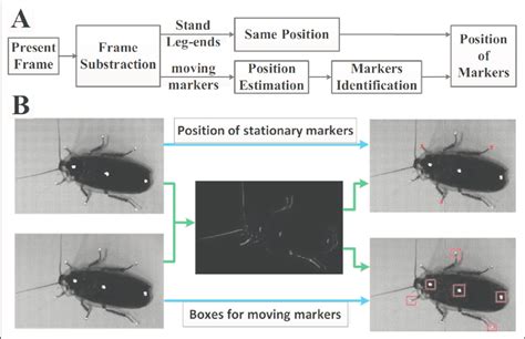 A Flowchart Of The Markers Tracking B Graphic Illustration Of Download Scientific Diagram