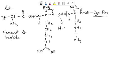 Solved 11 Write Out The Primary Structure For The Polypeptide Shown Circle The Area S On The