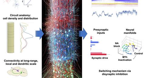 Dura Bernal Lab Dura Bernal Lab
