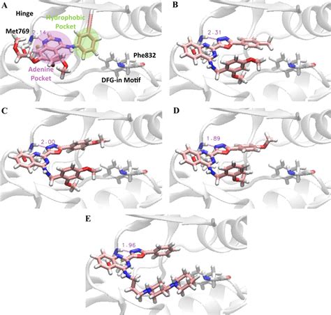 Binding Mode Of A Erlotinib B Zinc21942954 C Zinc35560766 D