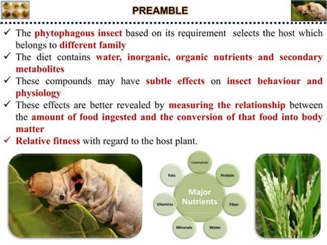 Measurements Of Food Utilizationssrinivasnaikrad21 25ppt