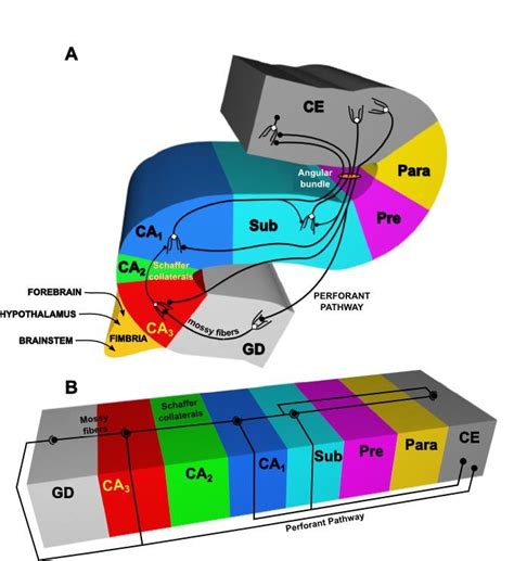 Hippocampal Formation Based On Andersen Et Al 2007 P 38