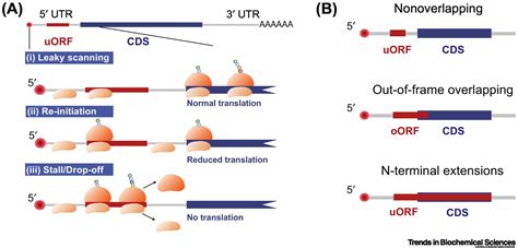 Function And Evolution Of Upstream Orfs In Eukaryotes Trends In Biochemical Sciences
