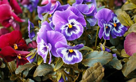 O Jeito Certo De Fazer Muda De Violeta Guia Completo Diário Da Praia