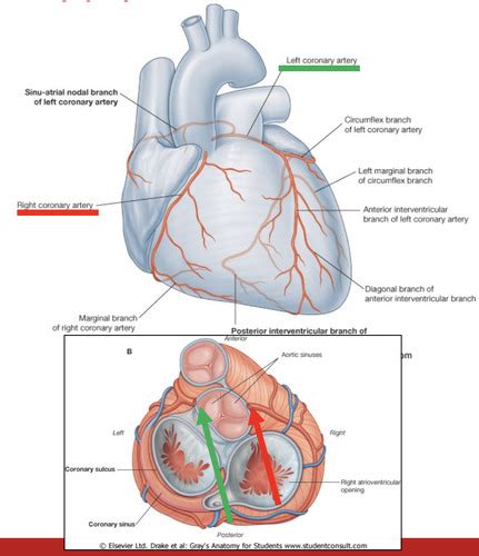 Coronary Circulation Andconduction System Flashcards Quizlet