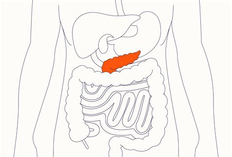 Pancreas Blank Diagram Anatomy Of The Pancreas Radiology Key