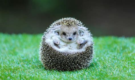 Why Do Hedgehogs Roll Into A Ball