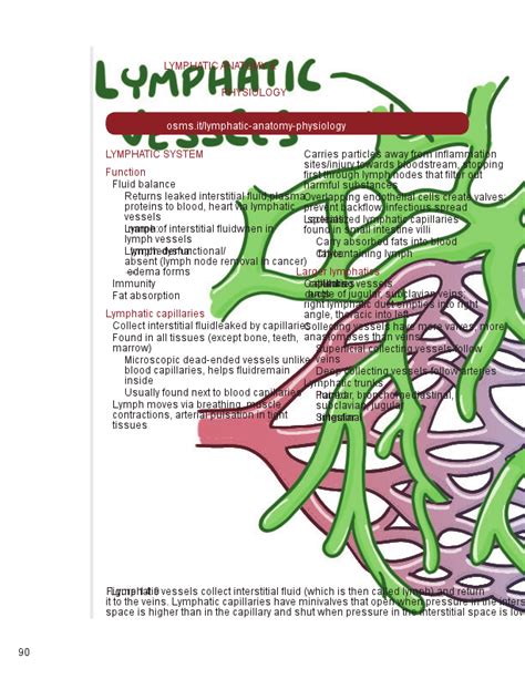 Lymphatic System Anatomy And Physiology Osmosis