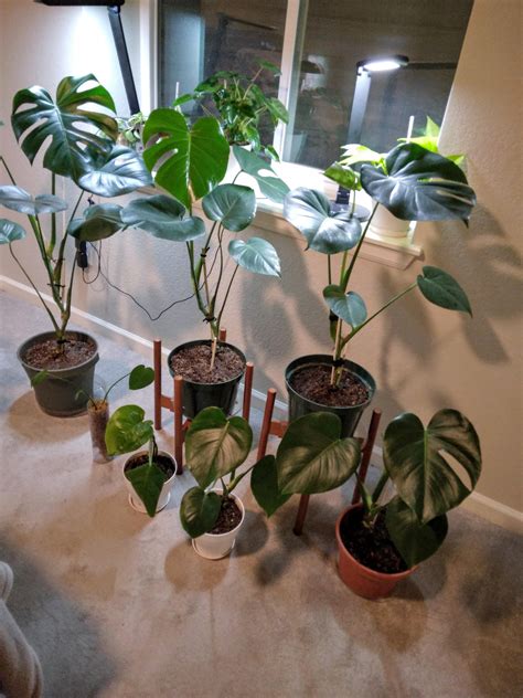 Heres My Prop Every Month Monstera Clockwise Evolution R Indoorplants