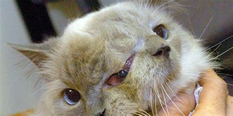 Frank And Louie 2 Faced Cat Immortalized In Guinness Book Dies At 15