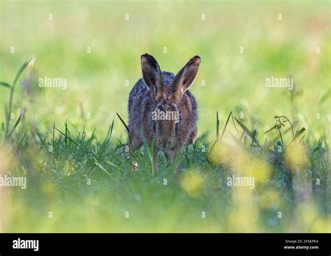 A Wise Old Brown Hare Lepus Europaeus Relaxing In The Shade On A