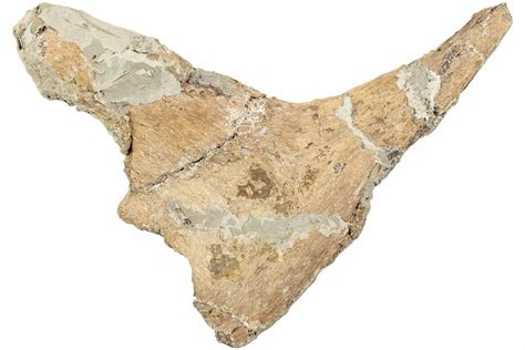 6 Fossil Dinosaur Bone Section North Dakota 237677 For Sale