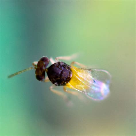 Encarsia Formosa Whitefly Control Tiptopag
