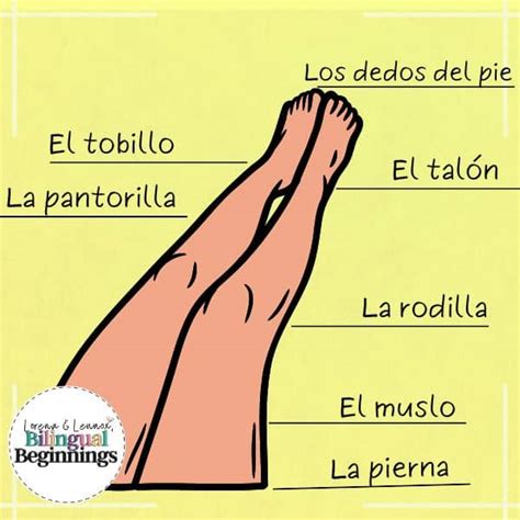 Body Parts In Spanish A Comprehensive Guide Learning Materials