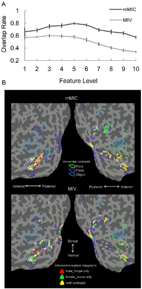 Overlap Between Informative Regions Mapped For Female And Male Faces Download Scientific