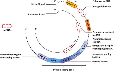 The Classification Of Long Non‐coding Rna Long Non‐coding Rnas