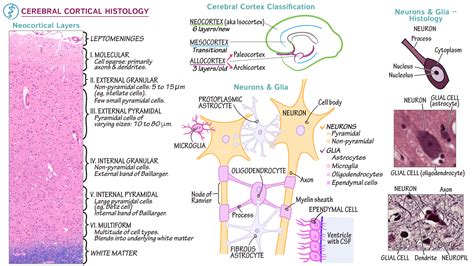 Cerebral Cortex Histology Labeled