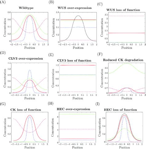 Signal Concentrations In Over Expression And Loss Of Function Download Scientific Diagram