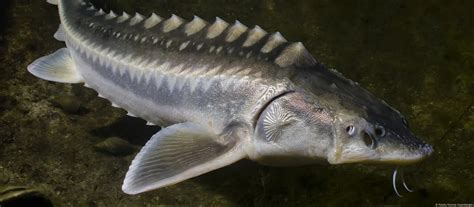 Chinese Sturgeon Extinction