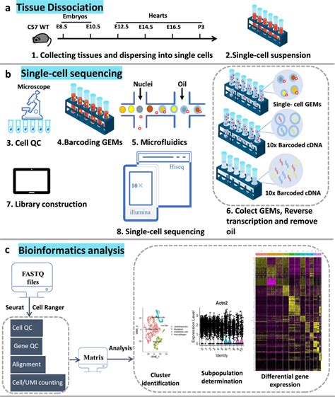 Schematic Diagram Of The 10 × Single Cell Rna Sequencing Workflow A