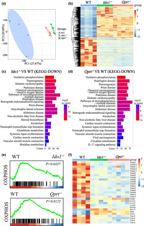 Deletion Of Enzymes For De Novo Nad Biosynthesis Accelerated Ovarian Aging Yang 2023