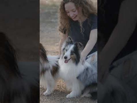 dog##stail - YouTube