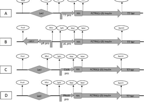 Small scale expression studies of proinsulin under the control of PhoA... | Download Scientific ...